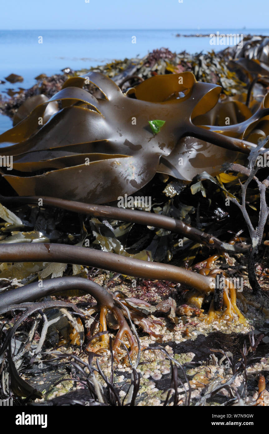 Holdfasts and fronds of Tangleweed kelp (Laminaria digitata) exposed on ...