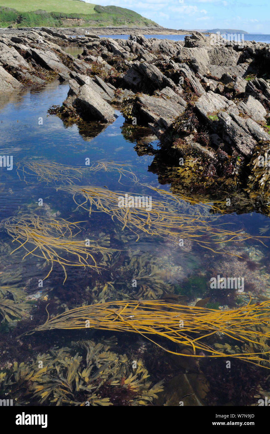 Inlet among rocks at low tide with clumps of Thongweed (Himanthalia ...