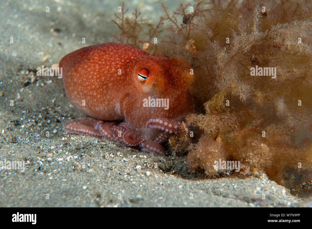 A Southern sand octopus (Octopus kaurna) digs into the sediment with ...