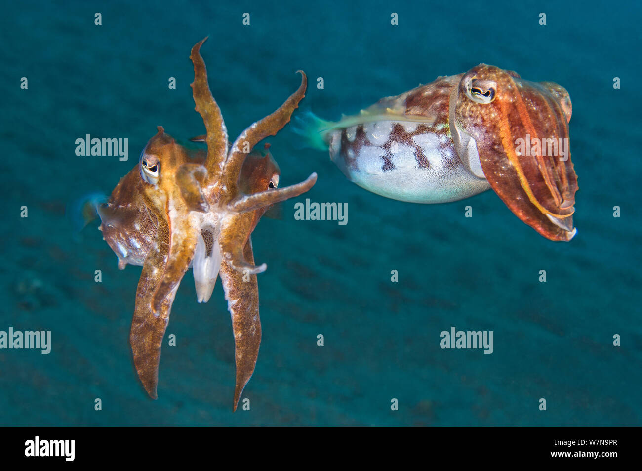 A pair of needle cuttlefish (Sepia aculeata) hover over the sand, while ...