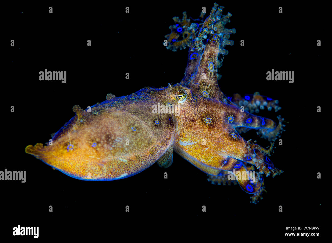 Indo pacific species hi-res stock photography and images - Alamy