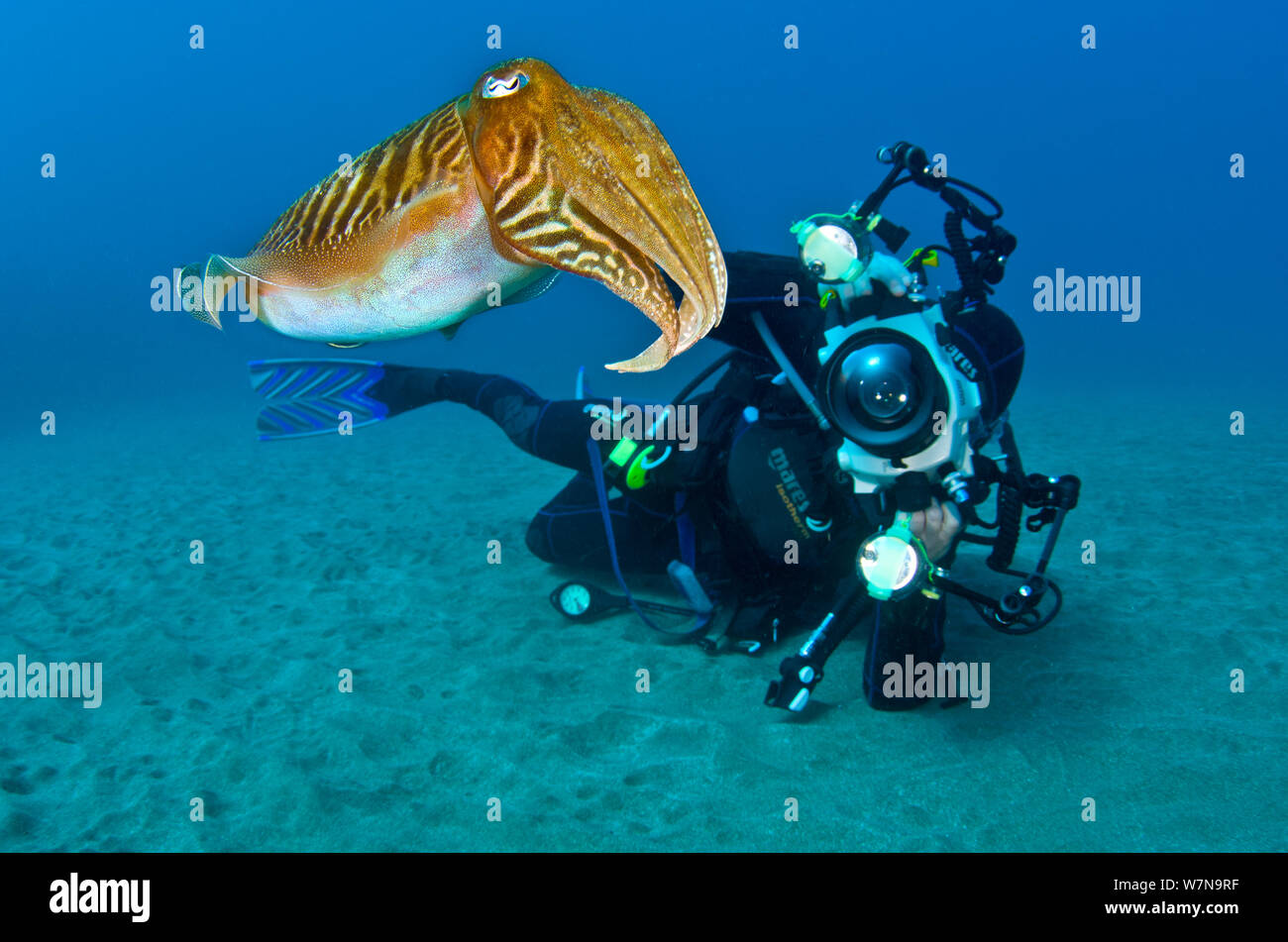A common cuttlefish (Sepia officinalis) is photographed by a diver ...