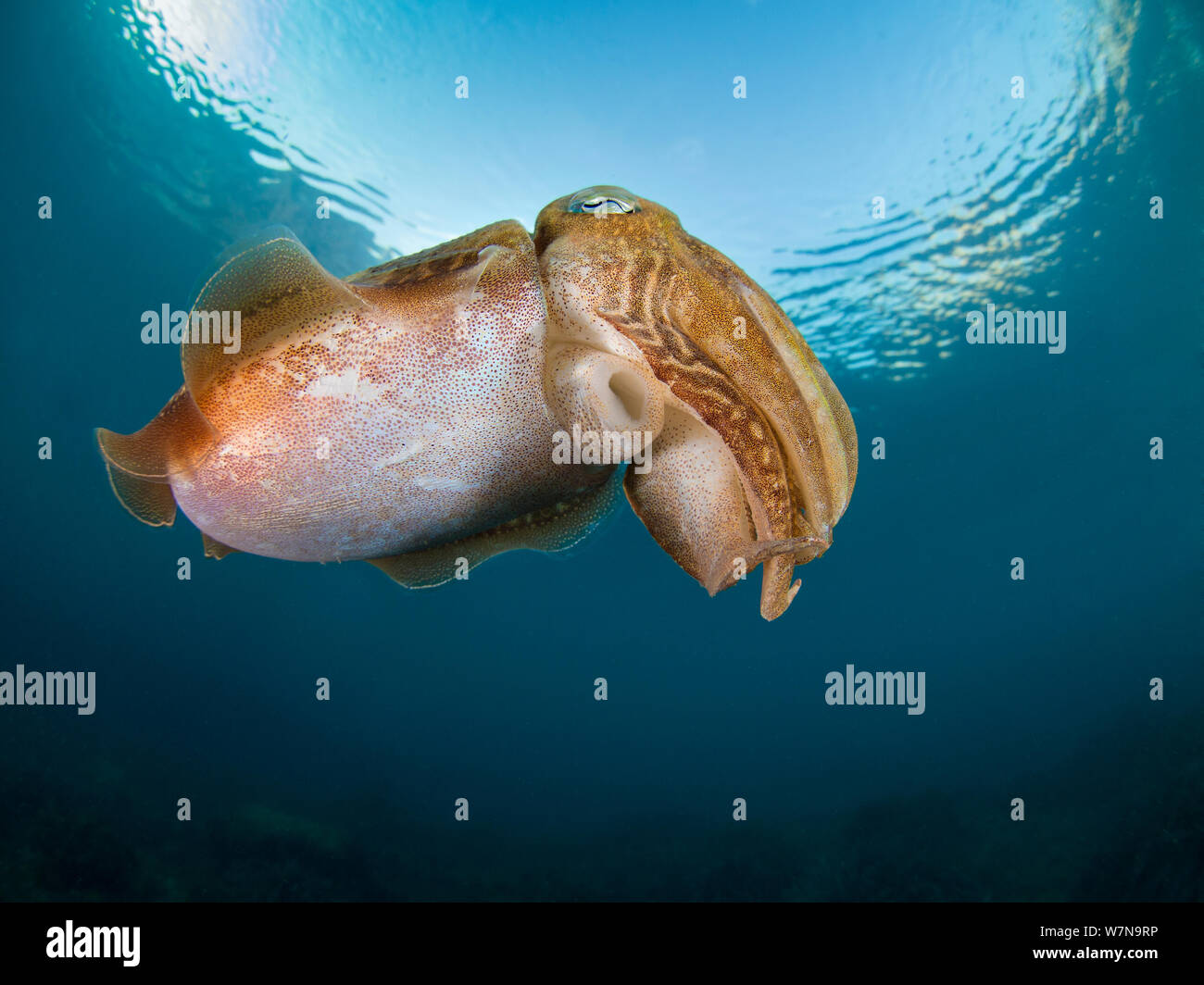 Common cuttlefish sepia officinalis in mediterranean hi-res stock ...