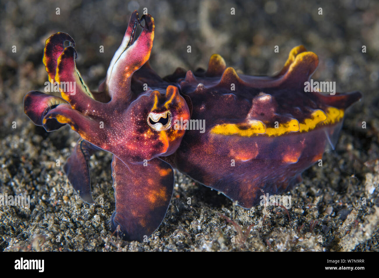 Pfeffers flamboyant cuttlefish hi-res stock photography and images - Alamy