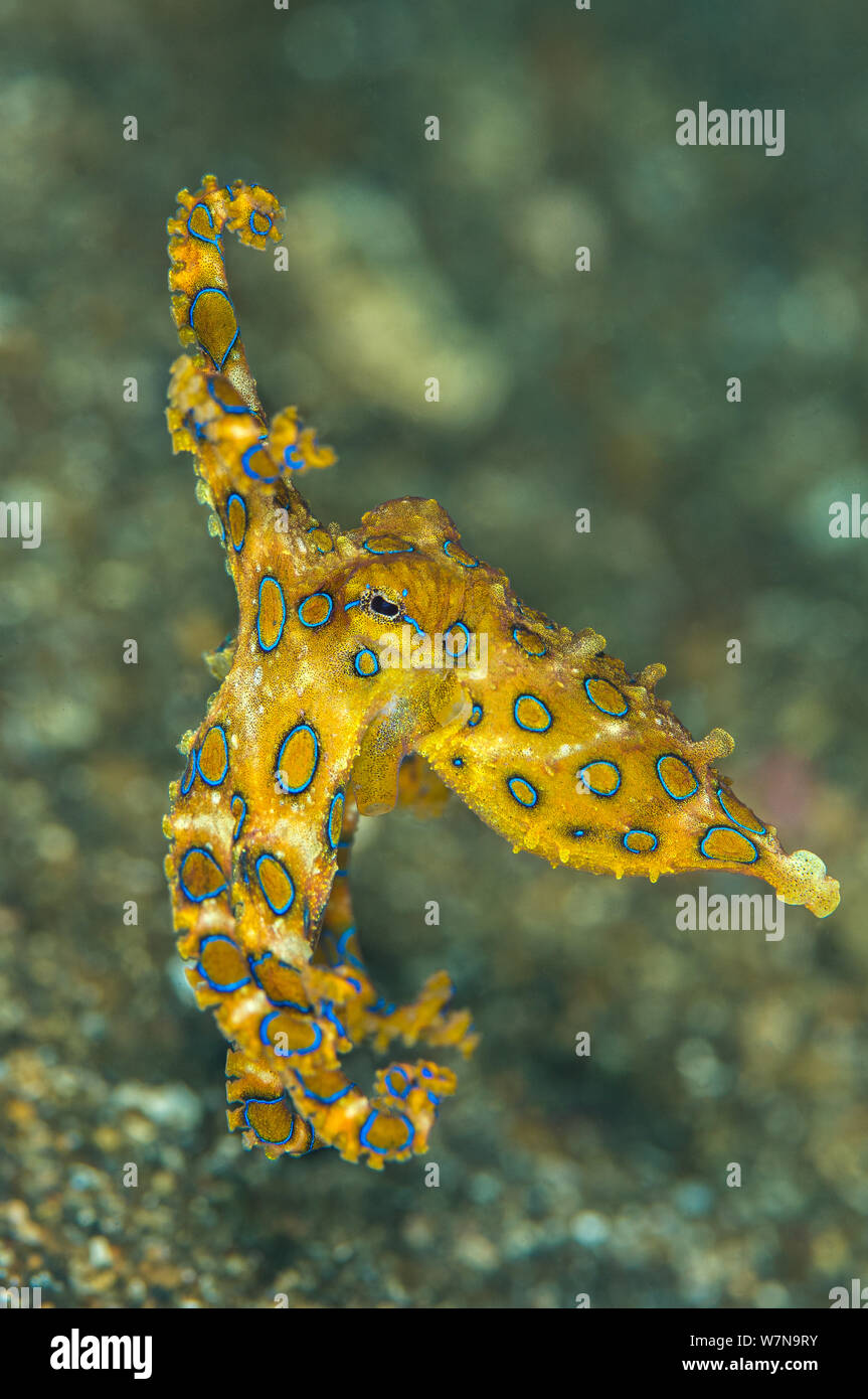 Tropical blue ringed octopus (Hapalochlaena lunulata) free swims just ...