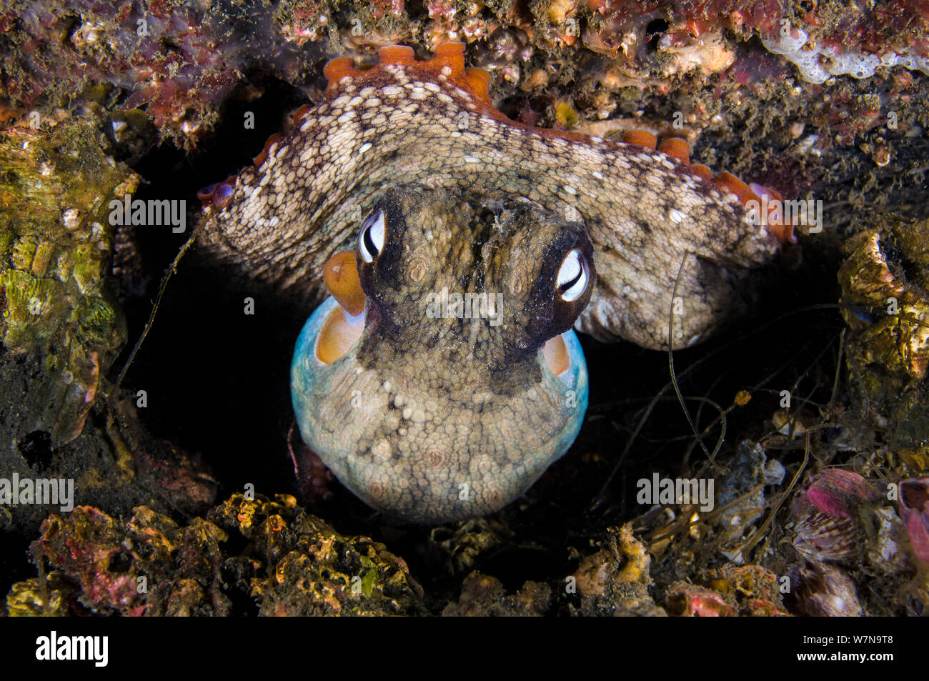 Common sydney octopus hi-res stock photography and images - Alamy
