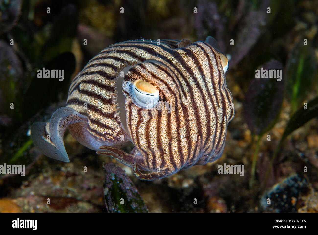 Striped pyjama squid (Sepioloidea lineolata) hovers above the seabed ...