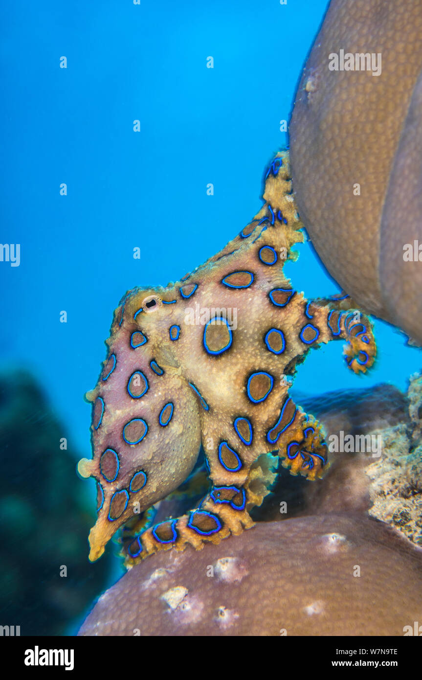 Blue ringed octopus underwater hi-res stock photography and images - Alamy