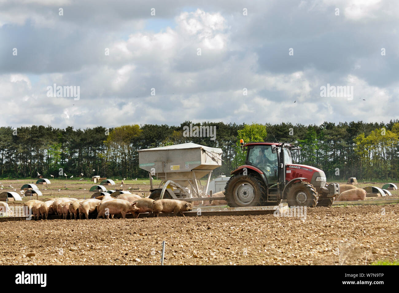 Commercial pig farm tractor dispensing feed to feeding troughs, Norfolk ...