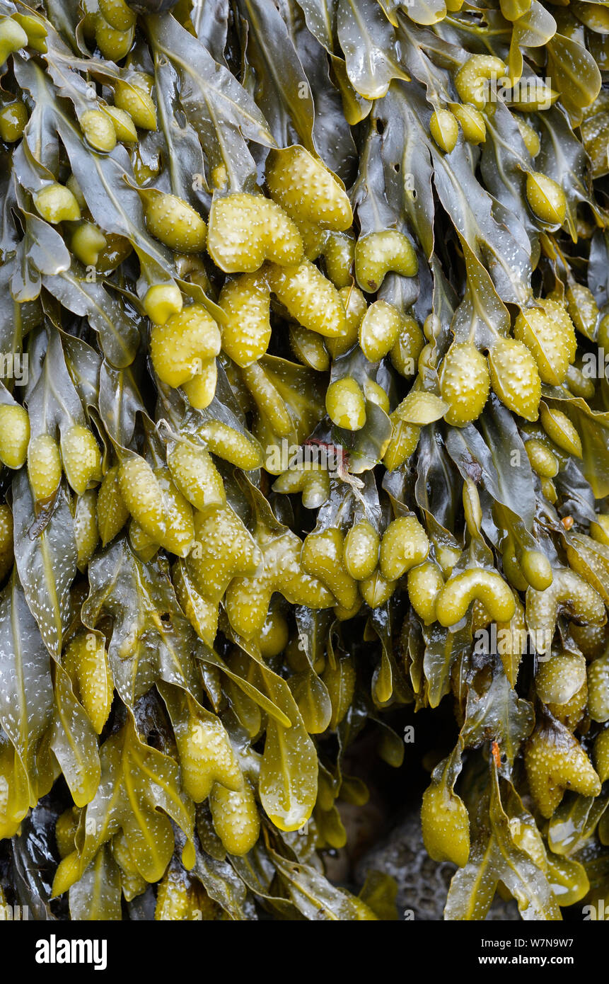 Shoreline plants uk hi-res stock photography and images - Alamy