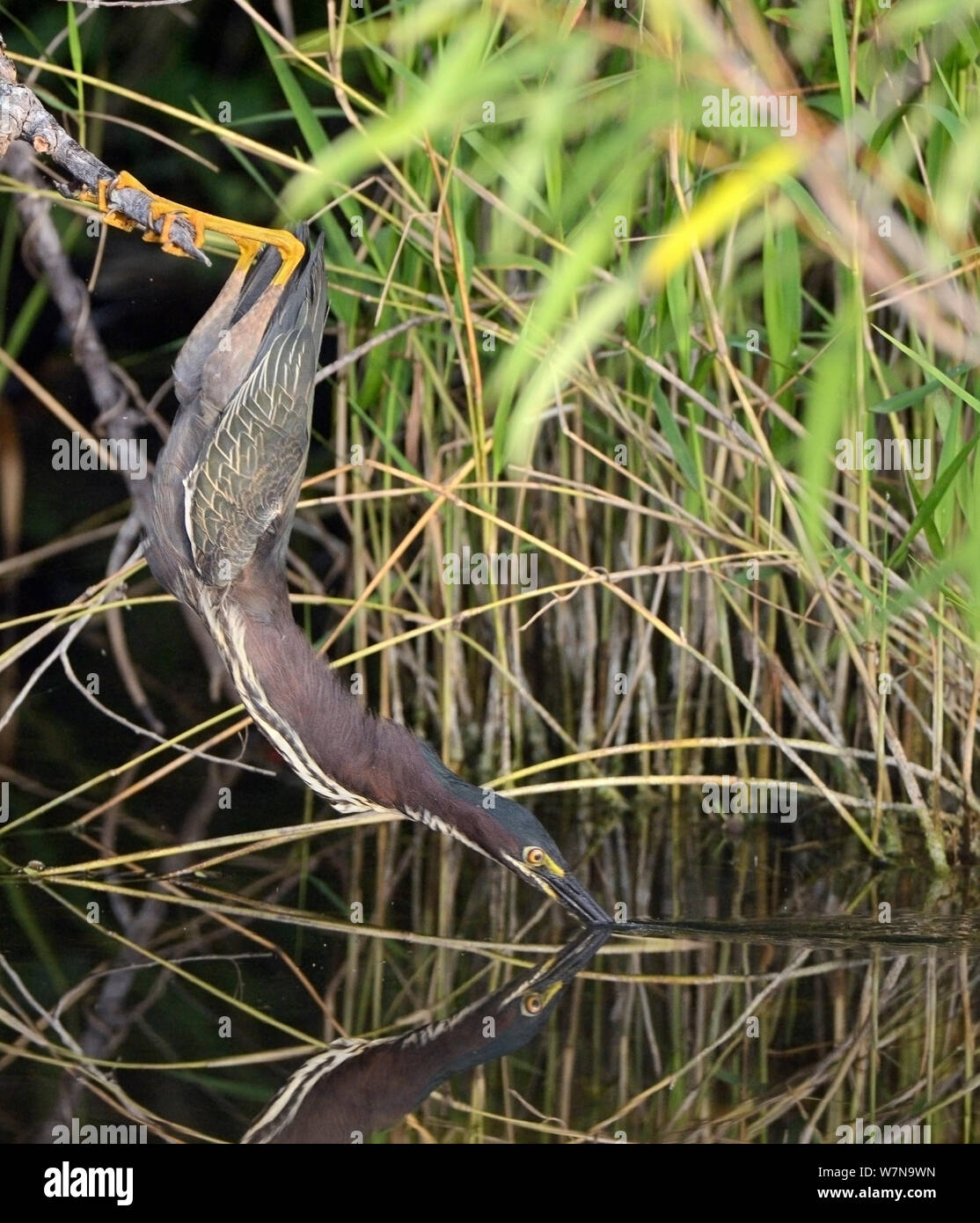 Herons feet hi-res stock photography and images - Alamy
