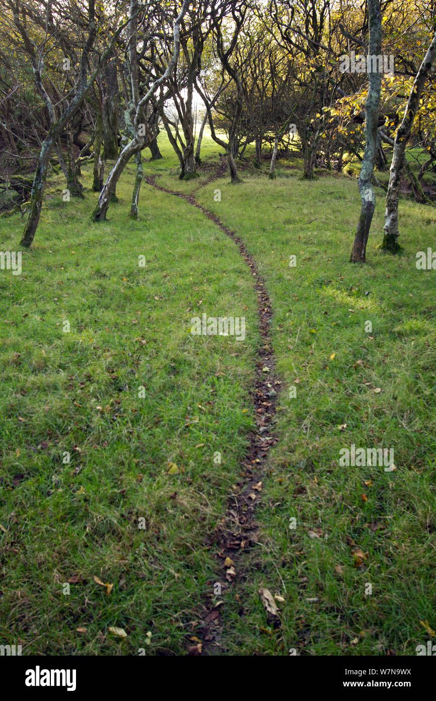 Woodlands animal uk hi-res stock photography and images - Alamy