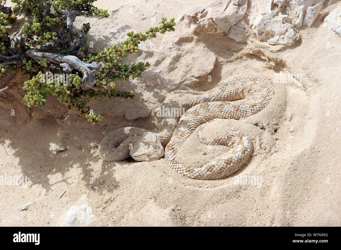 Horned / Sand viper (Cerastes cerastes) basking in sun in desert, Qatar ...