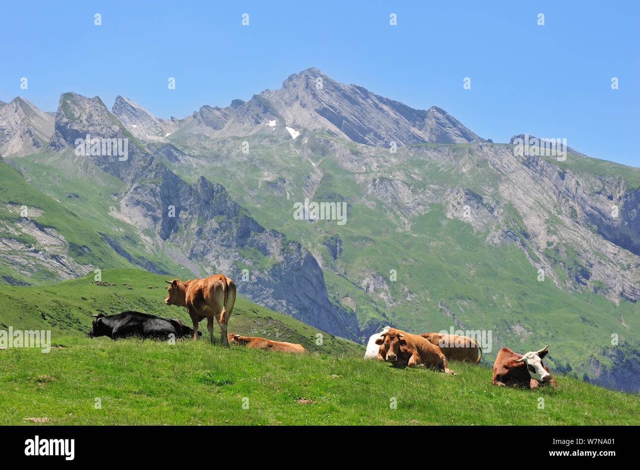 Cows bos taurus resting in hi-res stock photography and images - Alamy