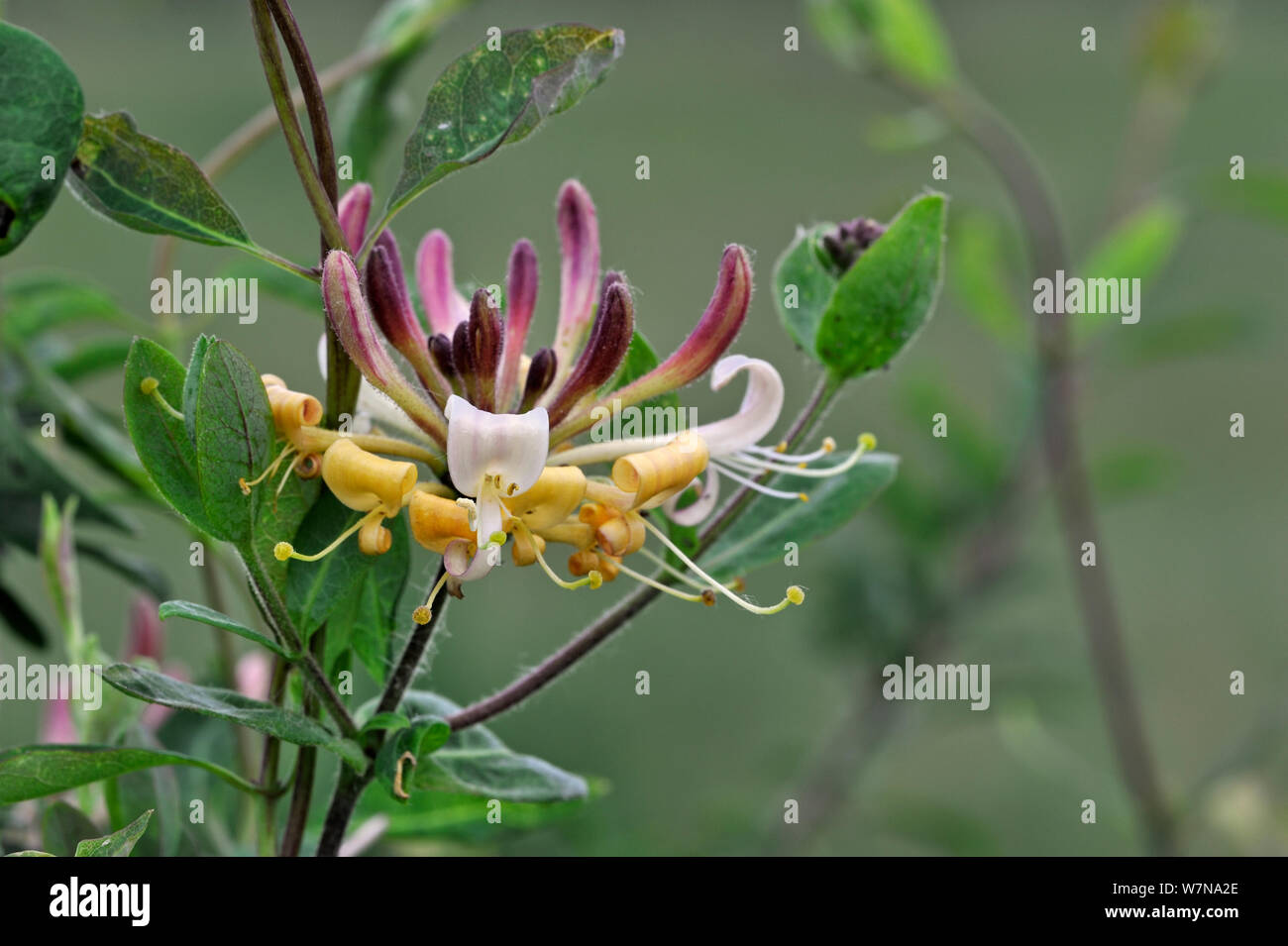 Common Honeysuckle (Lonicera periclymenum) in flower, La Brenne, France ...