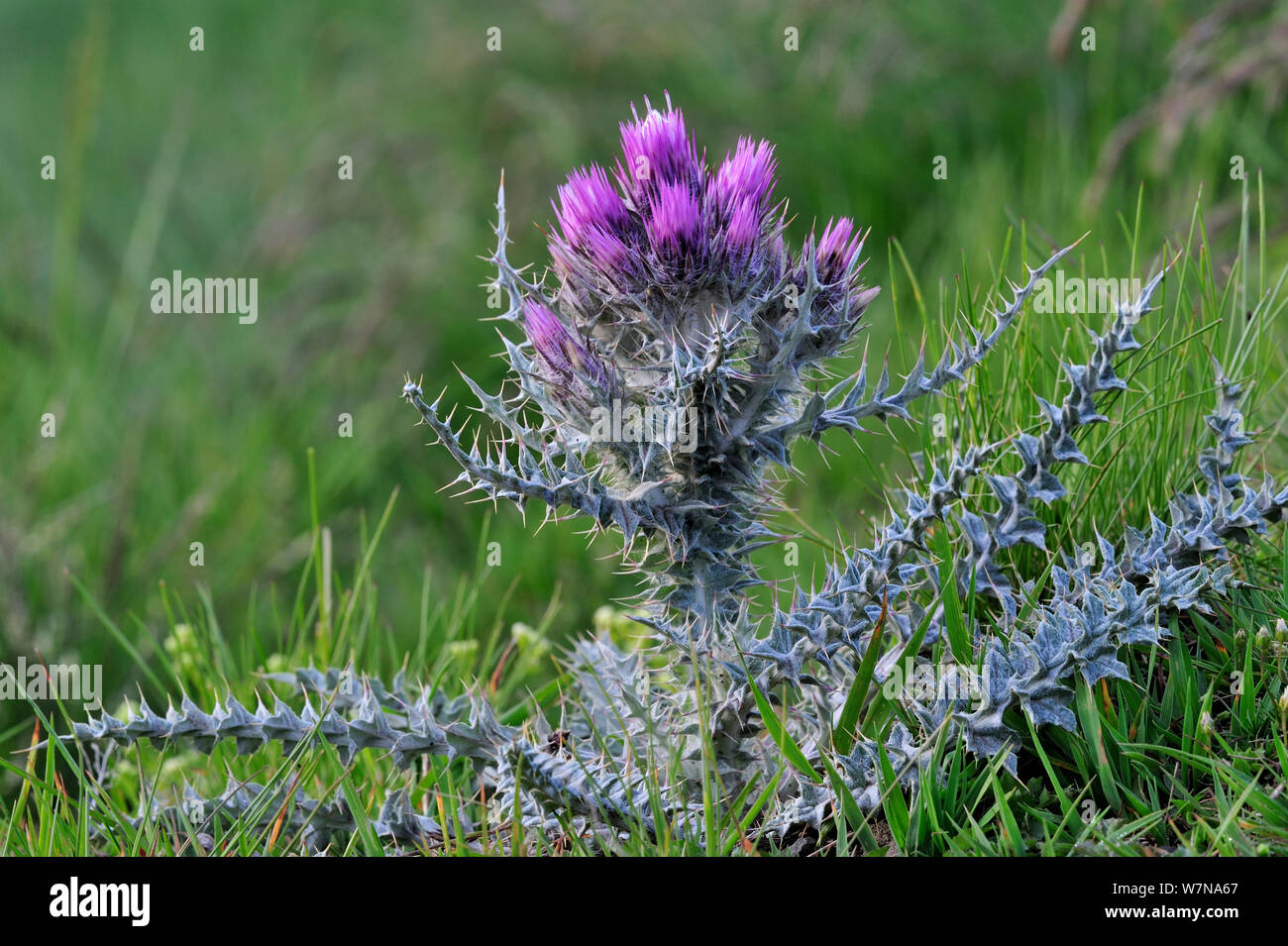 Carlinoides hi-res stock photography and images - Alamy