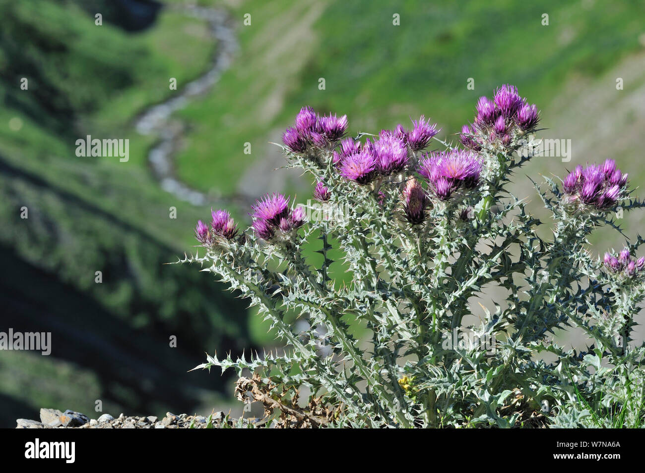 Thistle flowers carduus sp hi-res stock photography and images - Alamy