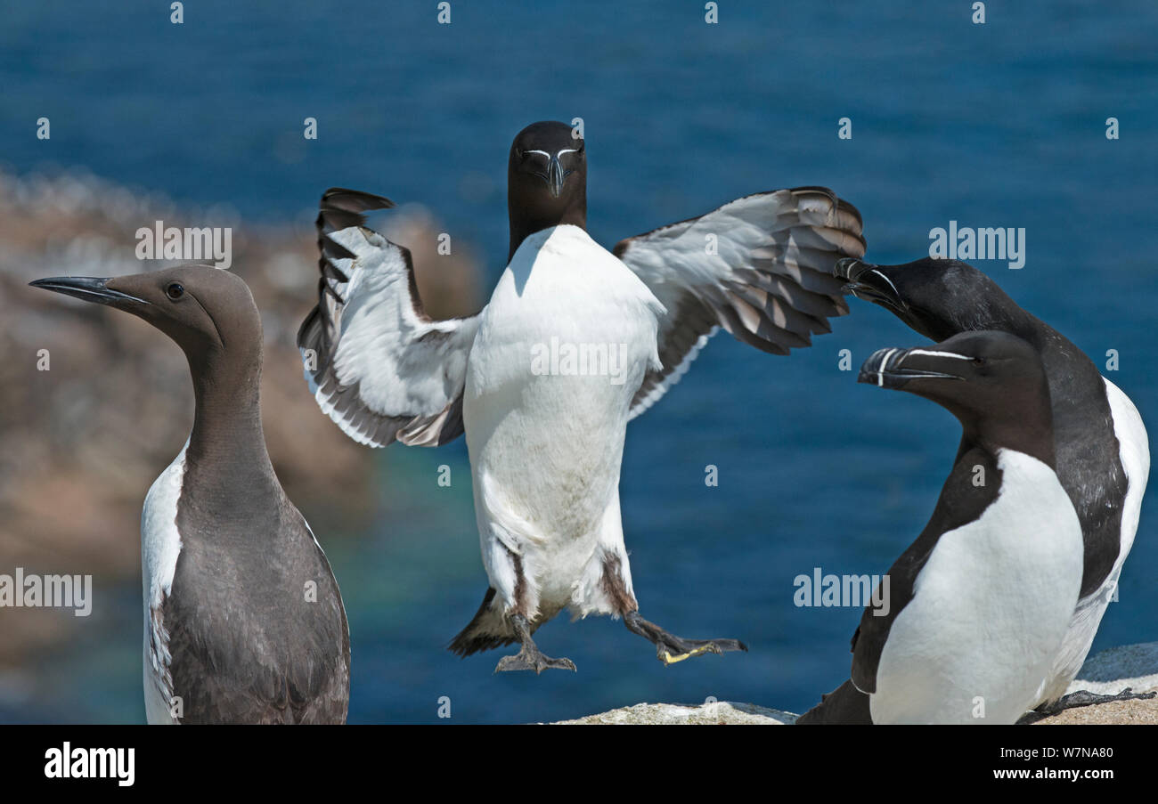 Razorbill (Alca torda) landing amongst a Common guillemot (Uria aalge ...