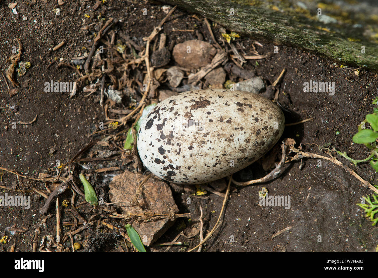 Razorbill (Alca torda) egg at nest site, Great Saltee Island, Wexford ...