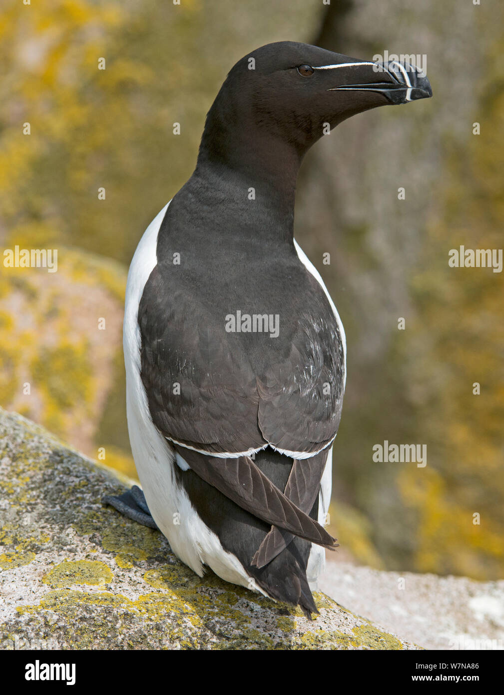 Razorbill (Alca torda) portrait of bird looking over its shoulder ...