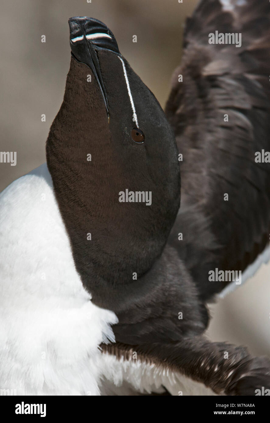 Razorbill (Alca torda) close up of head and beak, Great Saltee Island ...