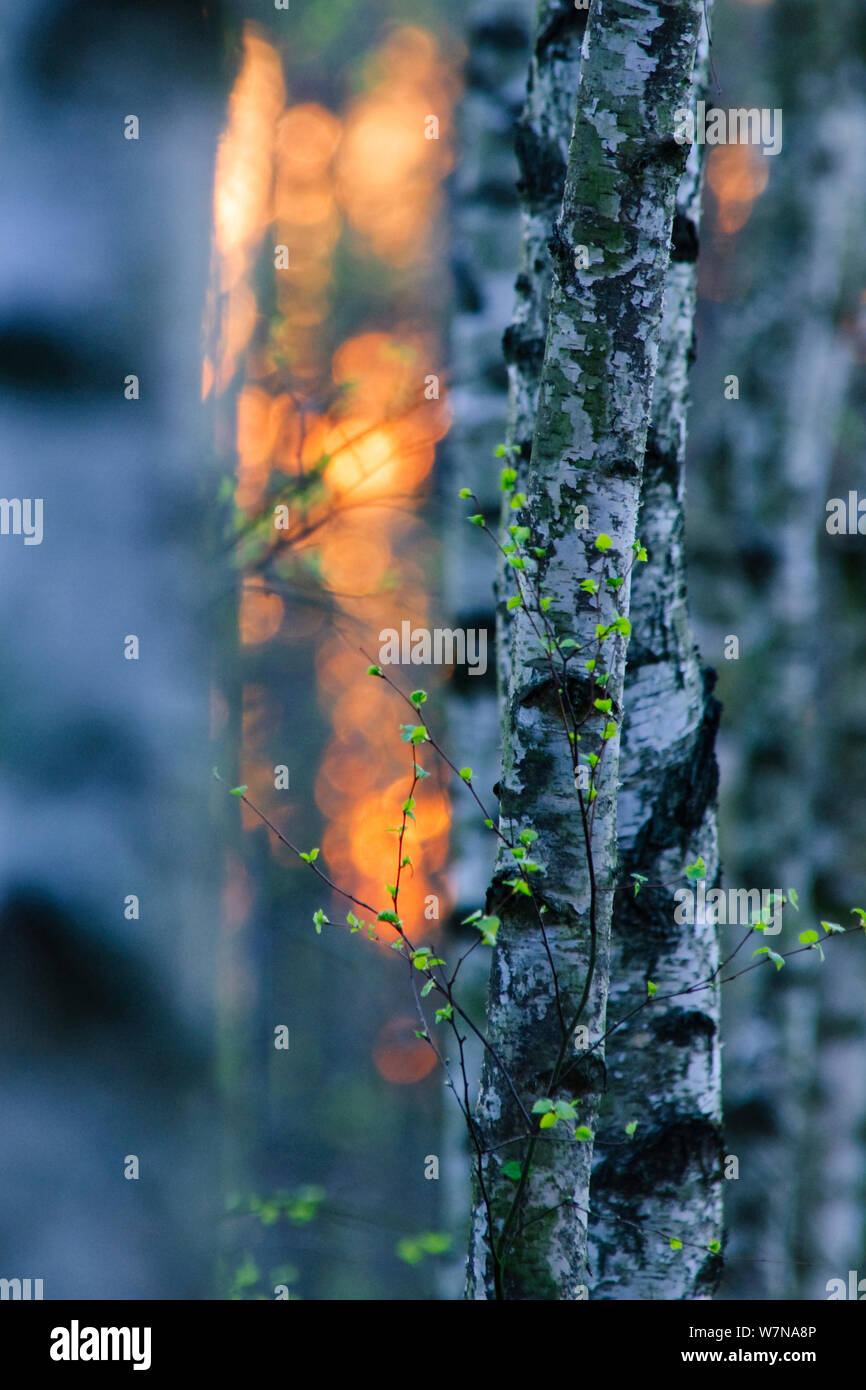 European white / Downy birch tree trunks (Betula pubescens) Mecklenburg ...