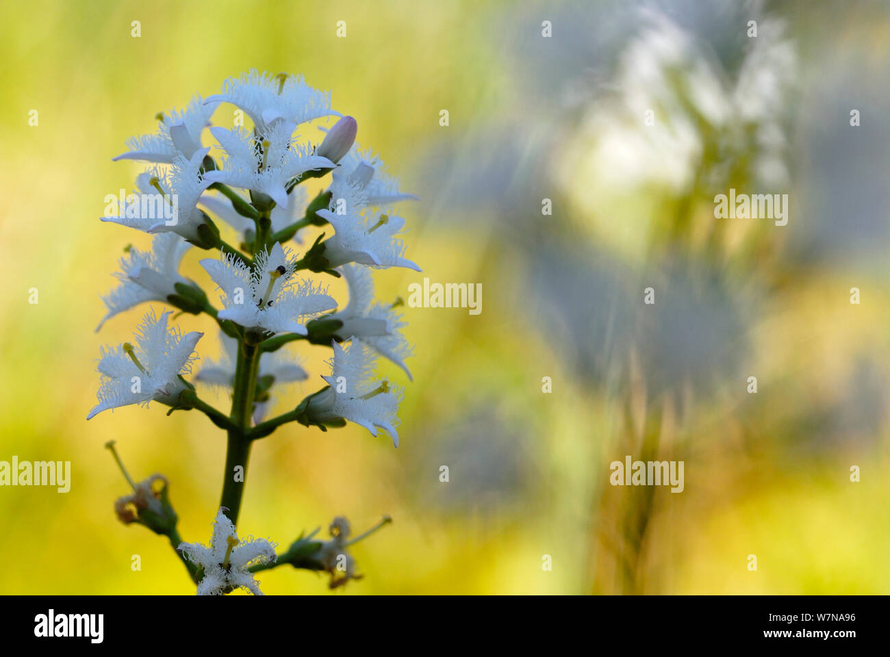 Buckbean flowers hi-res stock photography and images - Alamy