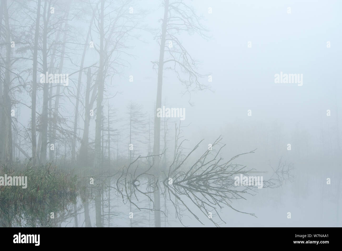 Mist over lake Schweingartensee, Muritz National Park, Germany ...