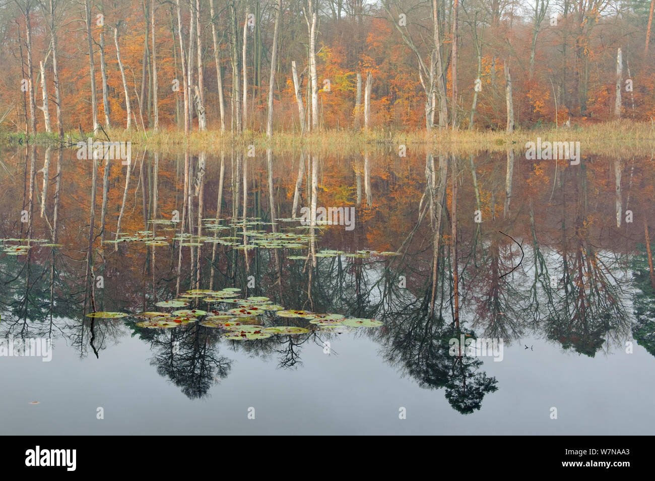 Lake Schweingartensee, Muritz National Park, Germany, November Stock ...