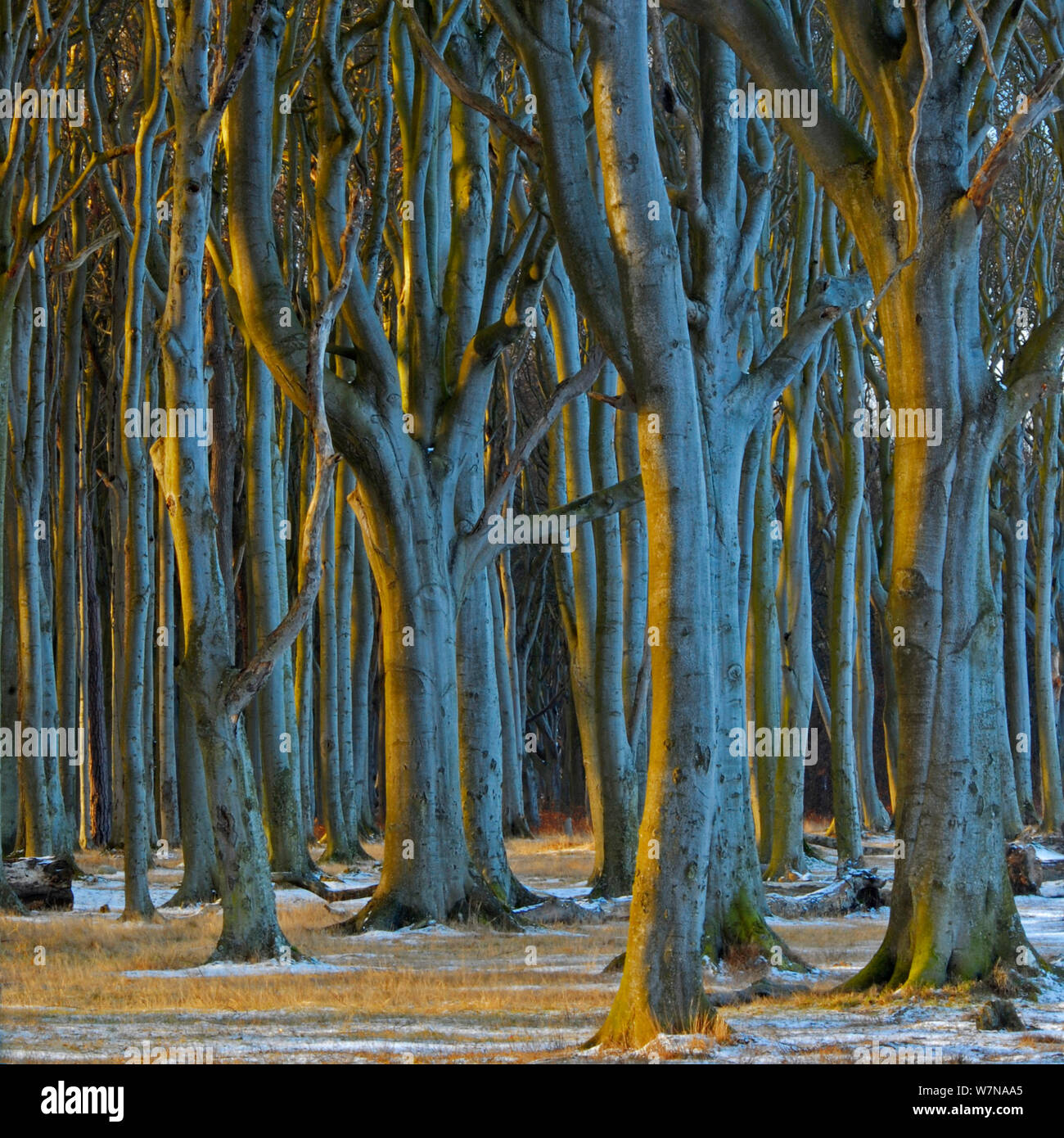 Ghost wood nienhagen germany hi-res stock photography and images - Alamy