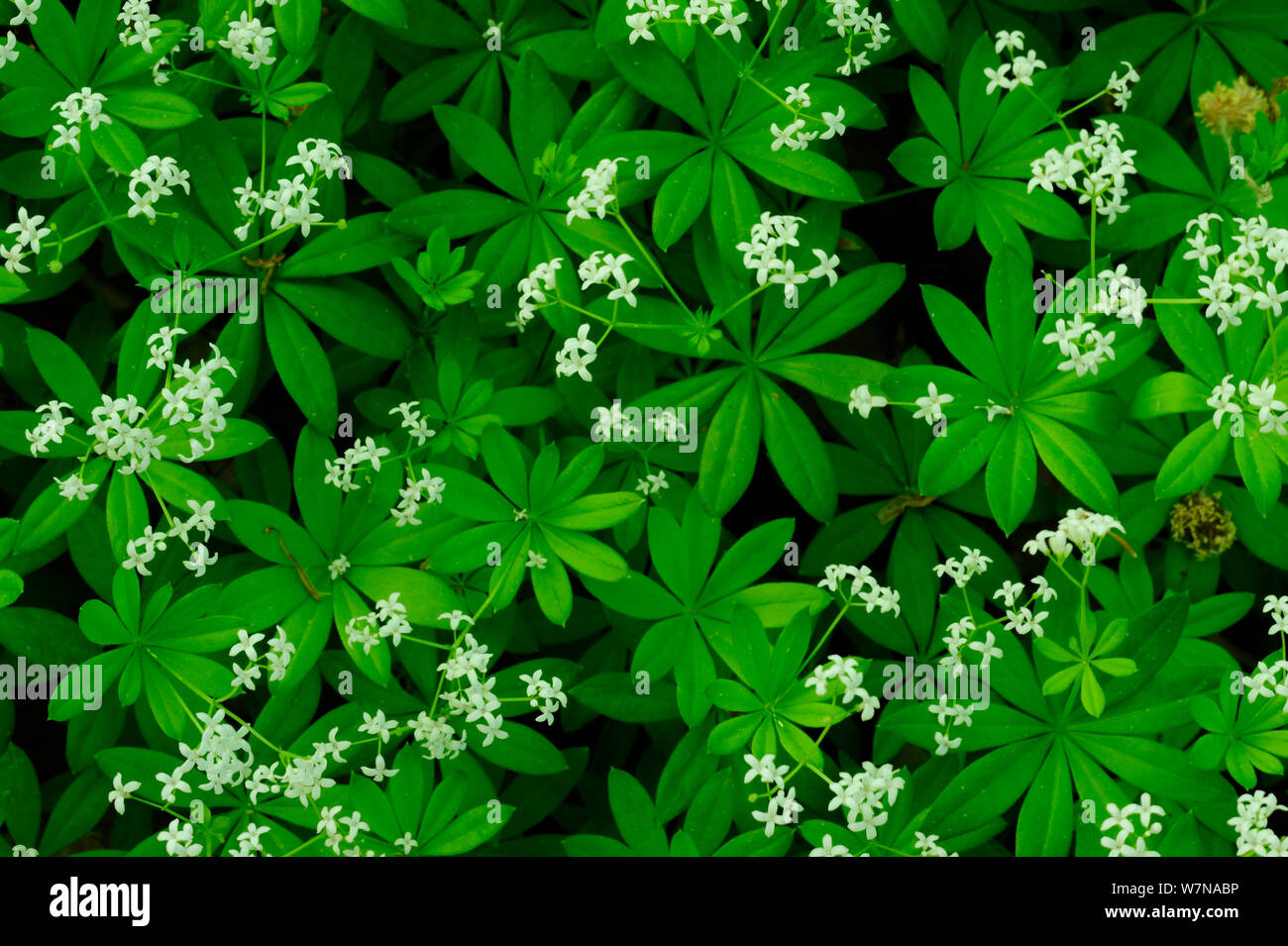 Woodruff plants hi-res stock photography and images - Alamy