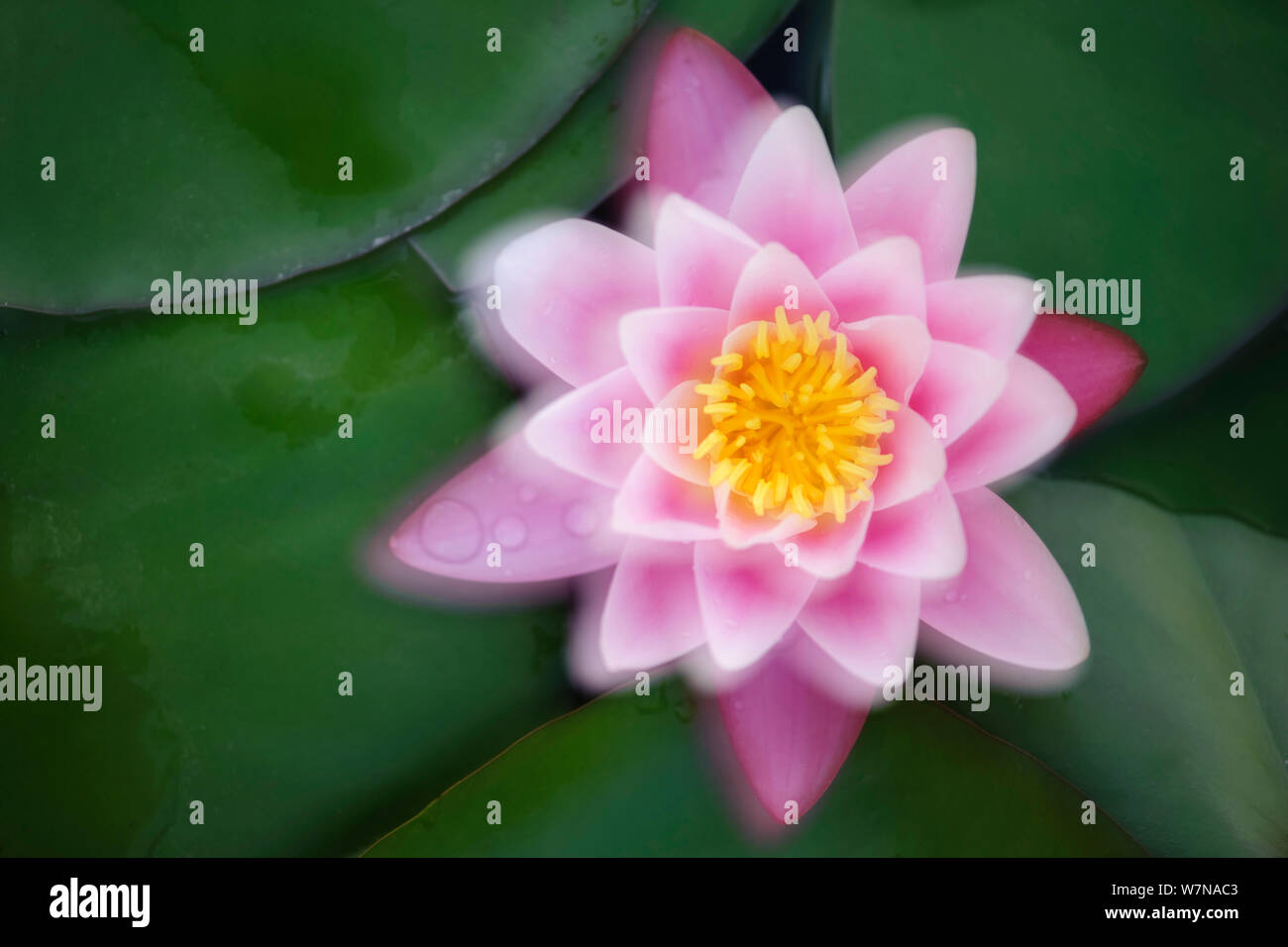 Water lily (Nymphaea Pygmaea Rubra) flower, blurred image, August Stock ...