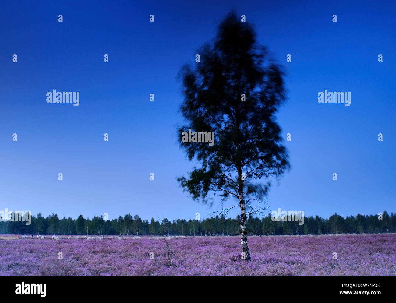 European white birch (Betula pubescens) tree in flowering Common ...