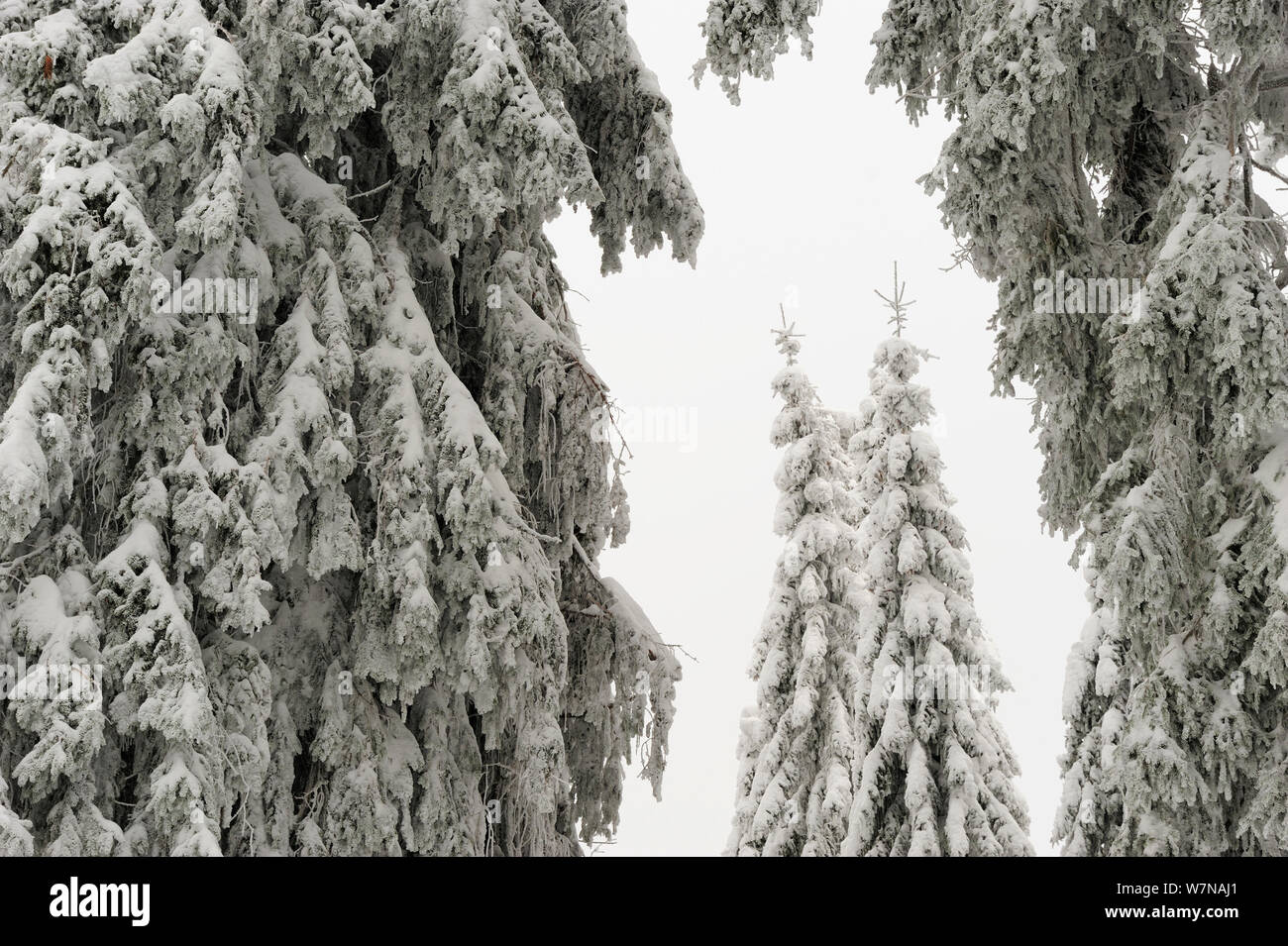 Norway Spruce (Picea abies) trees covered in frozen snow, Harz National ...