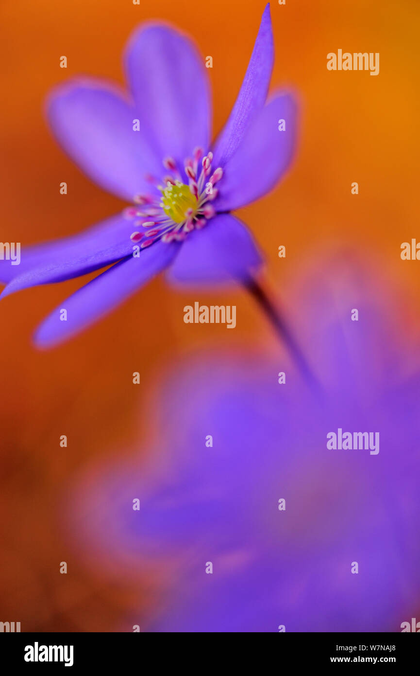 Hepatica hi-res stock photography and images - Alamy