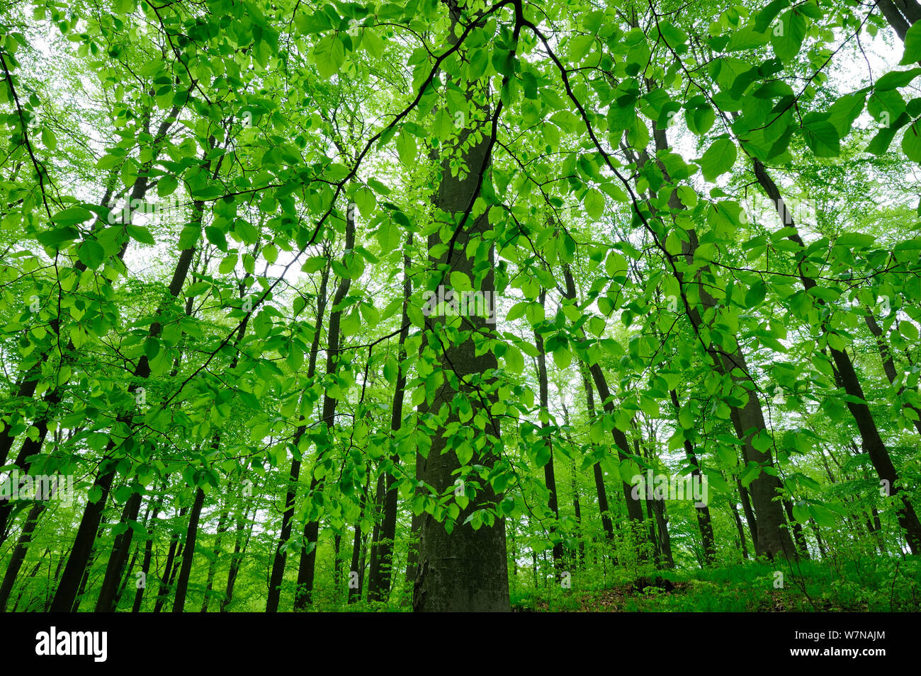 European Beech (Fagus sylvatica) forest in spring, Serrahner Buchenwald ...