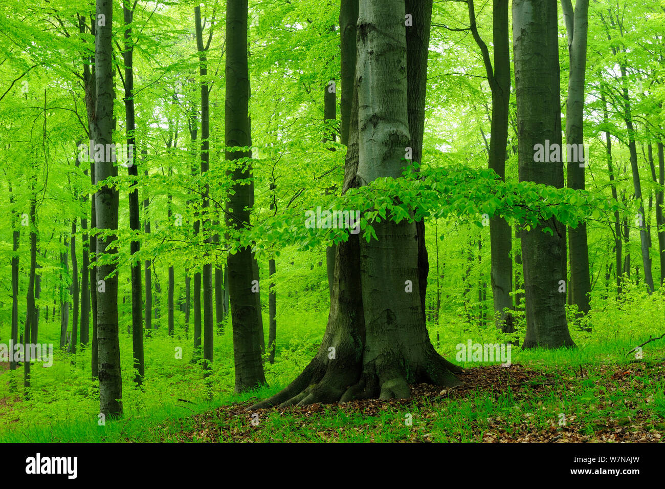 European Beech (Fagus sylvatica) leaves in spring, Serrahner Buchenwald ...