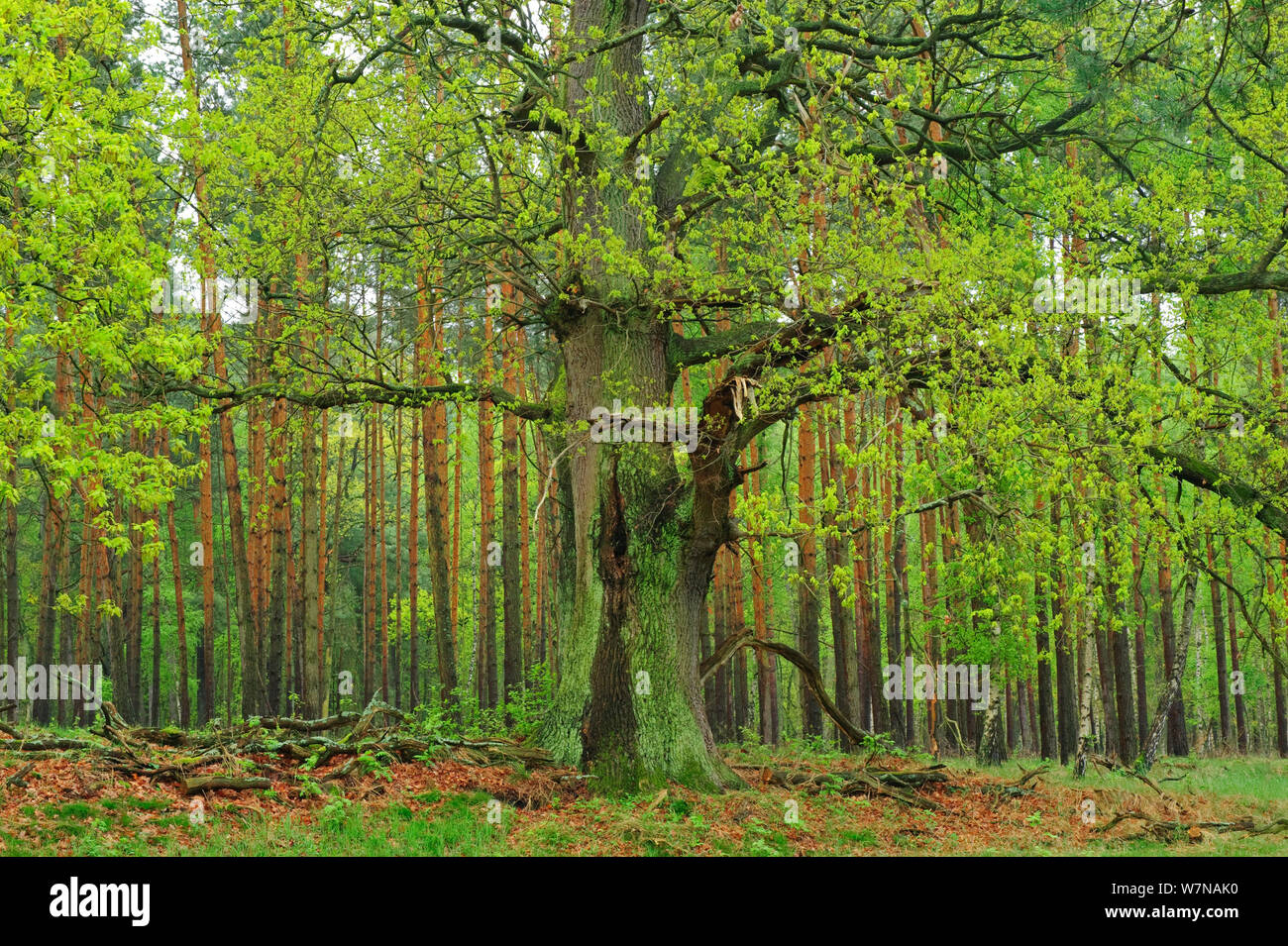 English Oak (Quercus robur) in woodland, Muritz National Park, Germany ...