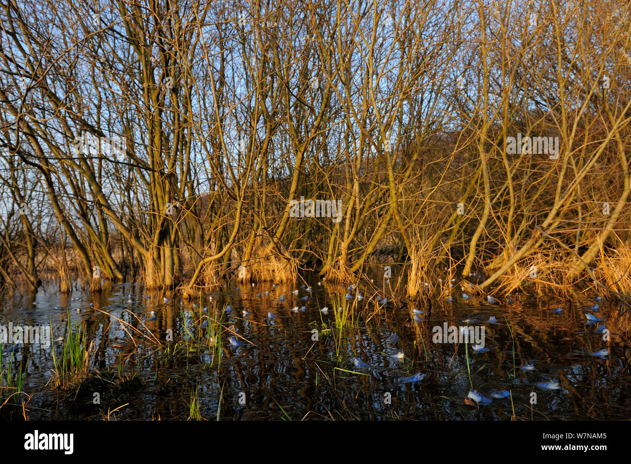 Moor Frog (Rana arvalis) group with males in breeding colouration with ...