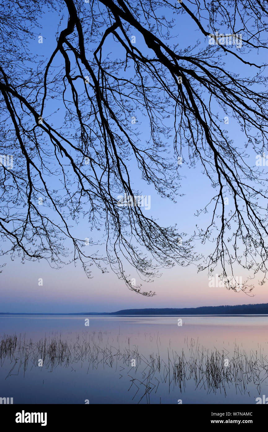 Dusk at Tollensesee lake with over hanging tree branch silouetted ...