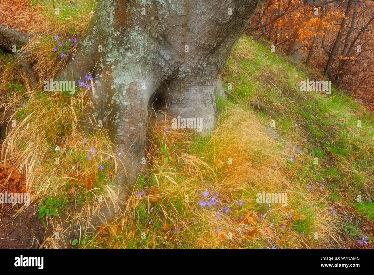 Common hepatica (Anenome hepatica) in flower at the roots of European ...