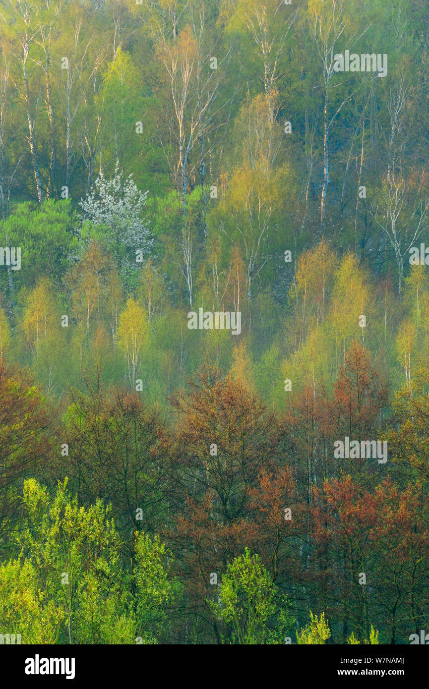 Spring forests hi-res stock photography and images - Alamy