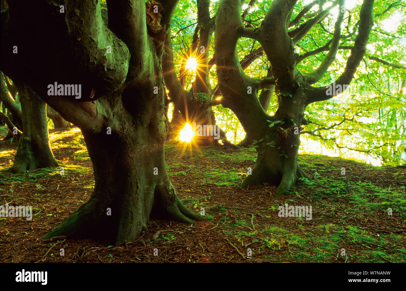 European Beech (Fagus sylvatica) trees, with sunlight shining between ...