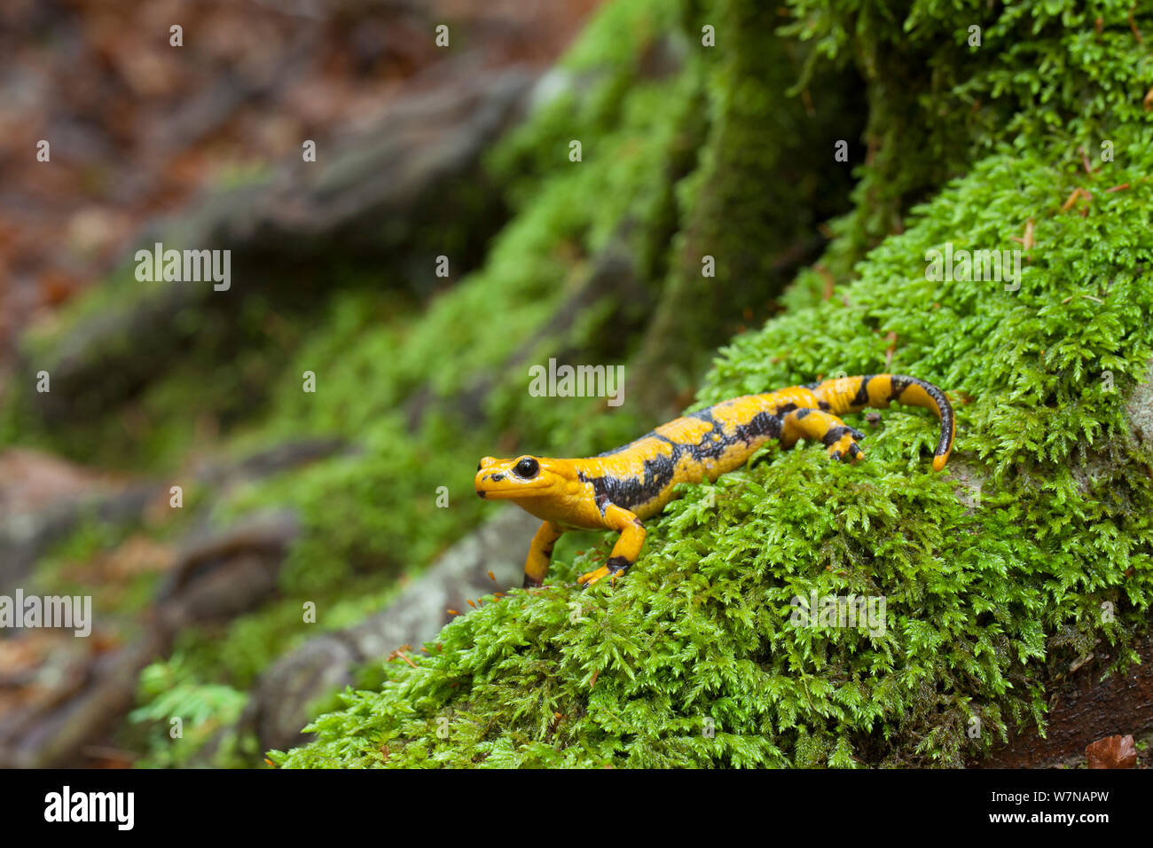 European fire salamander (Salamandra salamandra gigliolii) subspecies ...