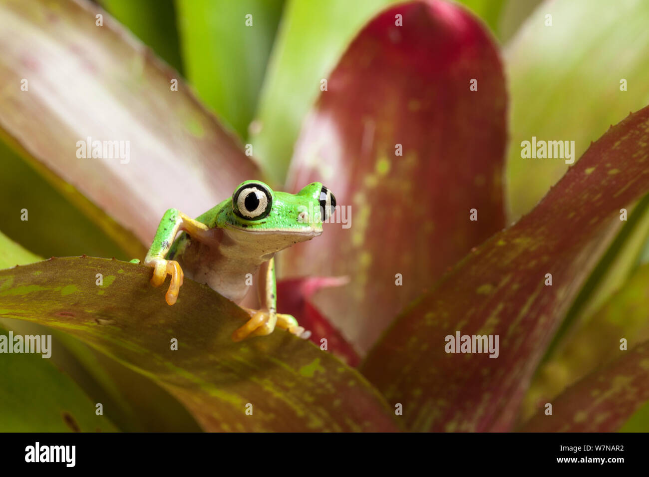 Lemur tree frog hi-res stock photography and images - Alamy
