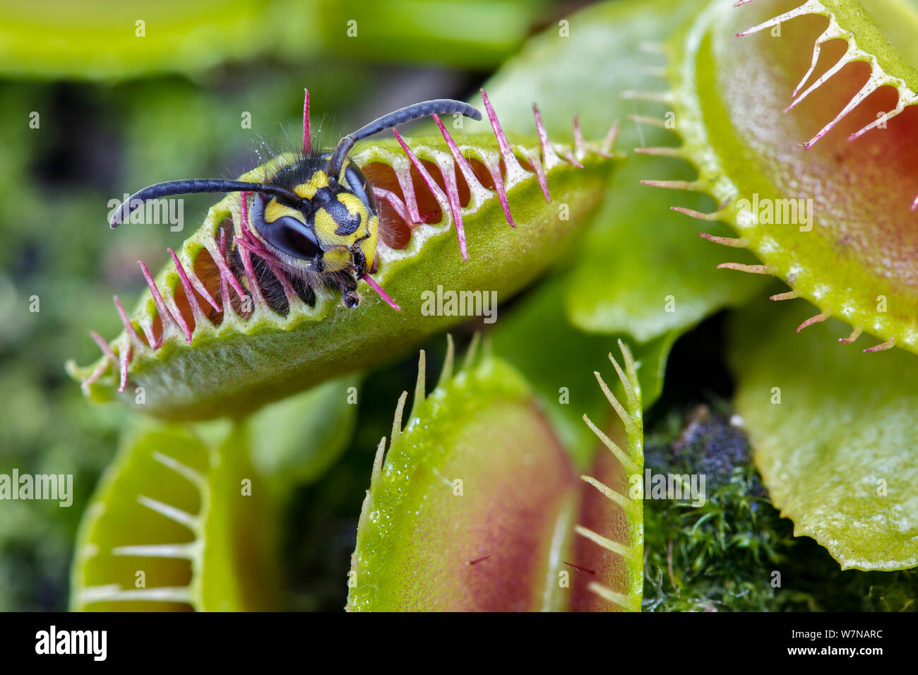 Carnivorous insects hi-res stock photography and images - Alamy
