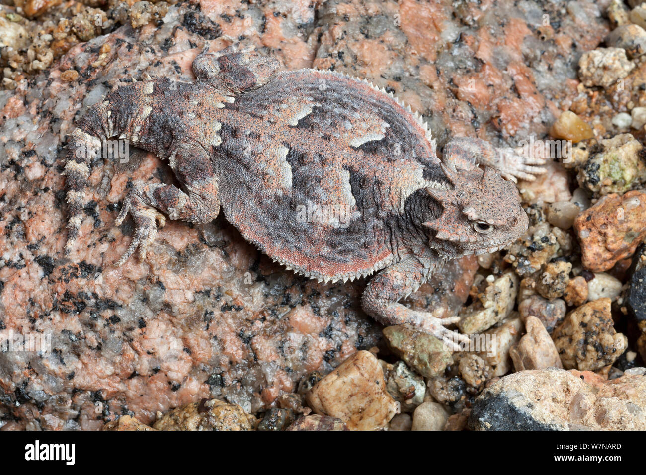 Desert horned lizard (Phrynosoma platyrhinos), captive, native to USA ...
