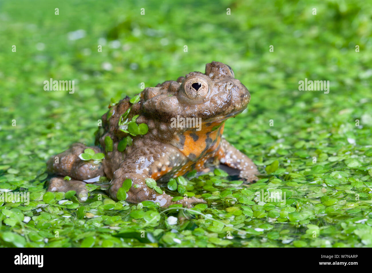 Large webbed bell toad hi-res stock photography and images - Alamy
