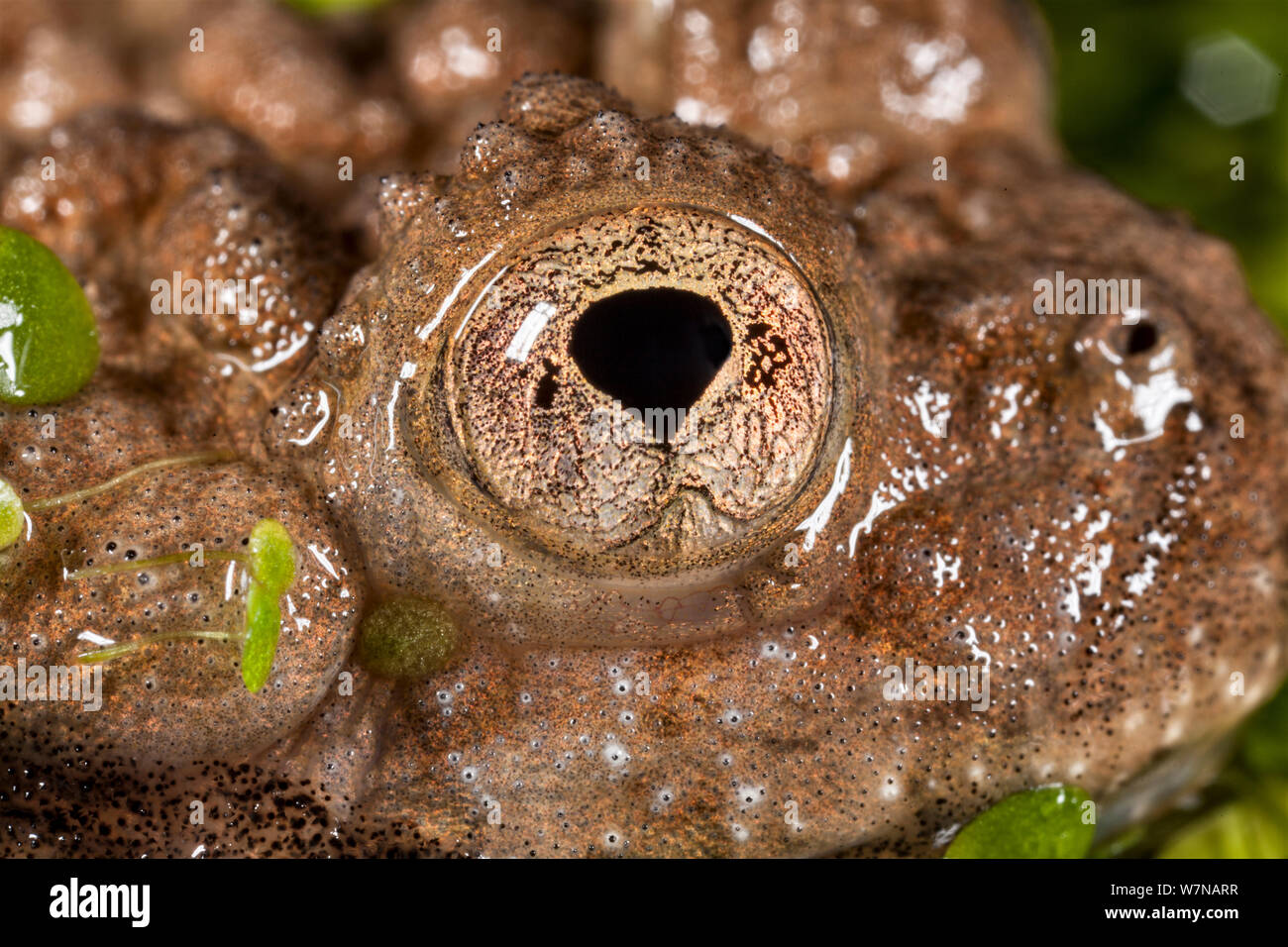Close-up of eye of a Giant fire-bellied toad (Bombina maxima), captive ...