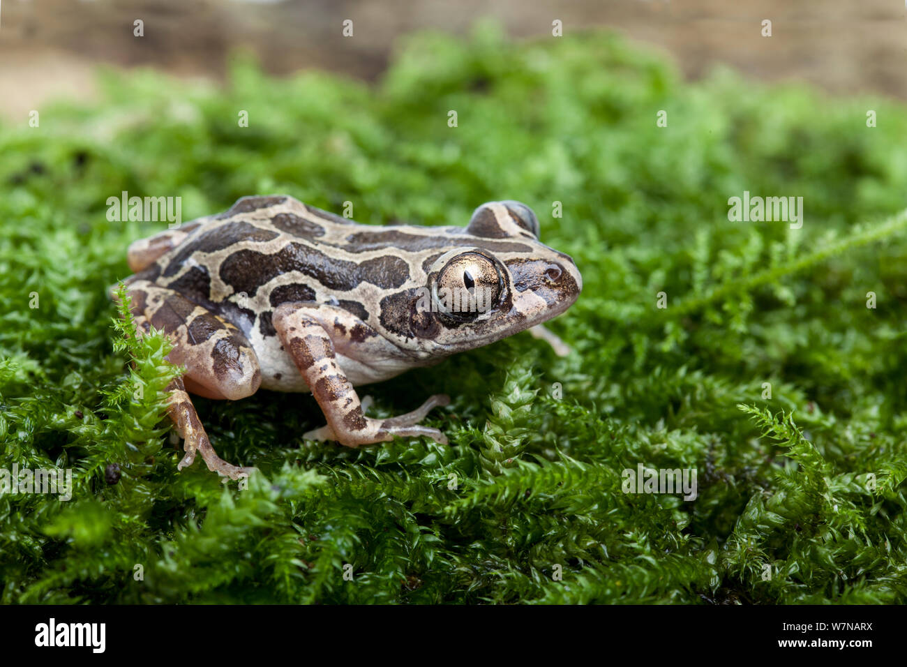 Cochranae hi-res stock photography and images - Alamy